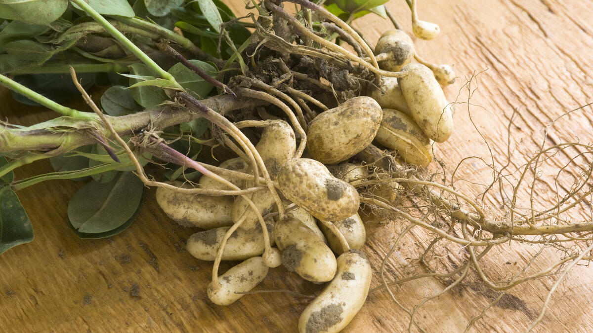 The cultivation of peanuts: Everything you need to know about the crop ...