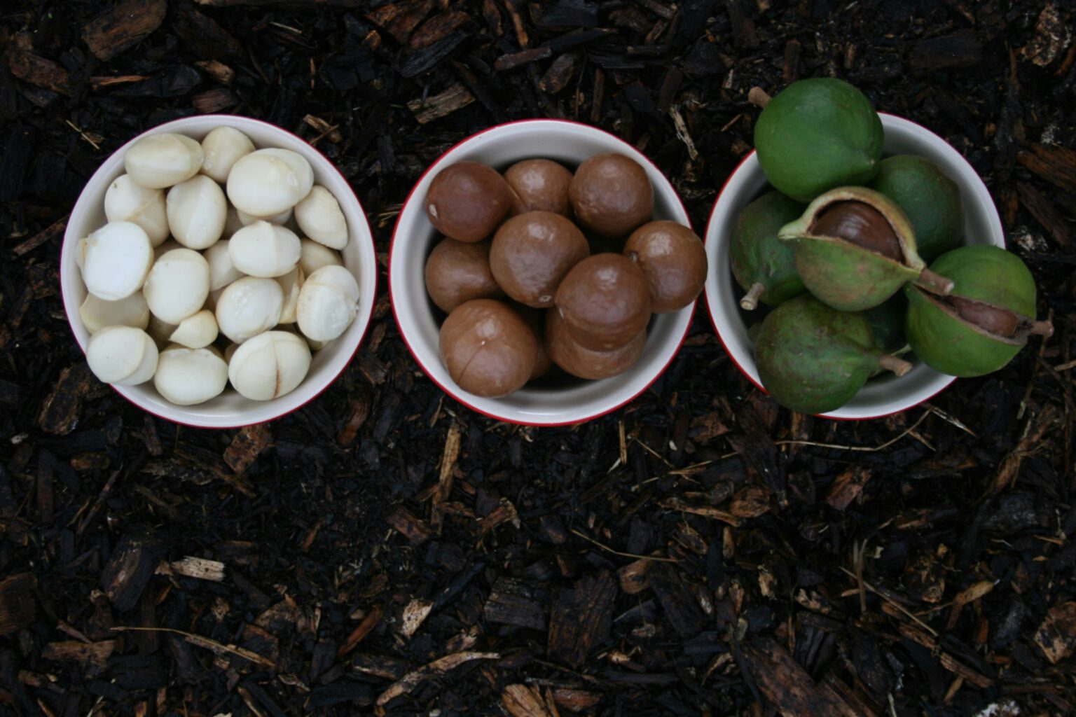Nuts and their growing areas worldwide: A journey of discovery through ...